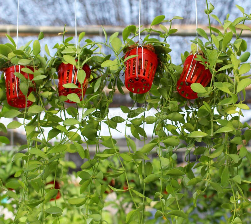 Mini Potted Plant stock photo. Image of ornate, indoors - 36435562