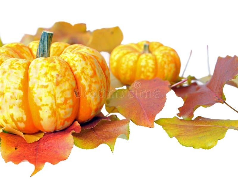 Mini- pumpa arkivfoto. Bild av falla, tacksägelse, höst - 29511124