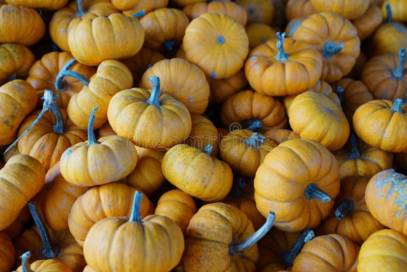 Mini pumpkin close up stock image. Image of market, thanksgiving ...