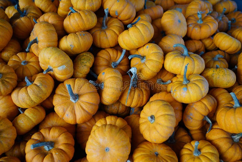 Mini pumpkin close up stock photo. Image of farm, thanksgiving - 152065266