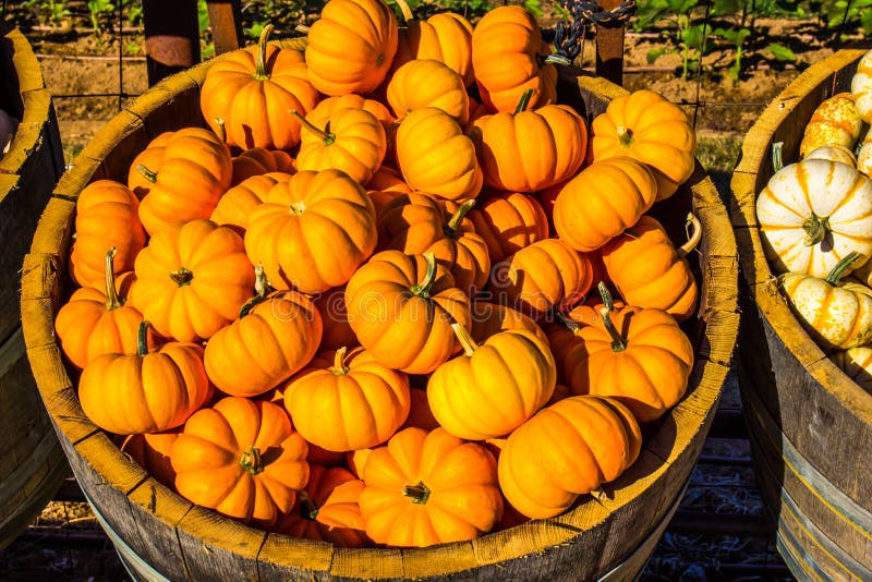Mini Pumpkin Squash Barrels Stock Image - Image of pumbkins, staves ...