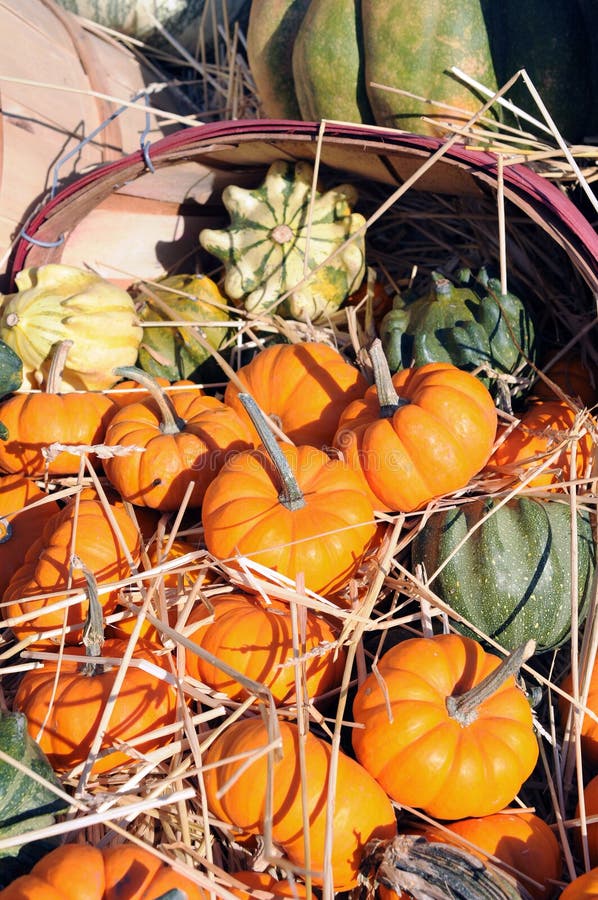 Mini pumpkin and squash stock image. Image of agriculture - 29511129