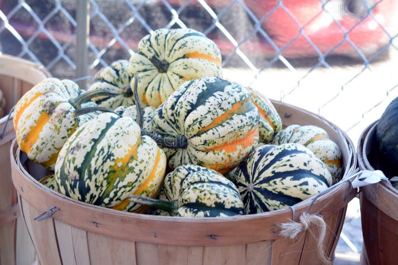 Mini pumpkin and squash stock image. Image of agriculture - 29511129