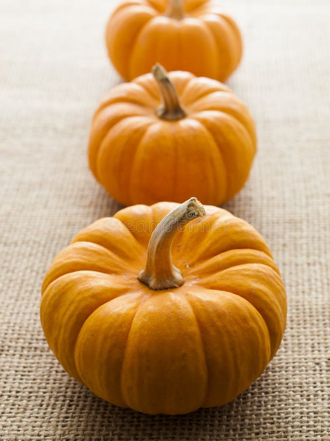 Mini Pumpkins stock photo. Image of cloth, brown, cucurbitaceae - 27062458