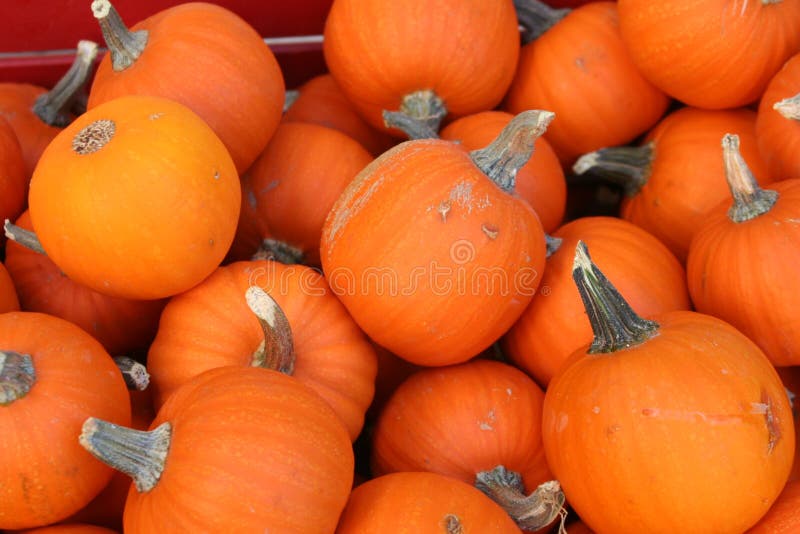 Mini Pumpkins with Stems stock photo. Image of farming - 45570176