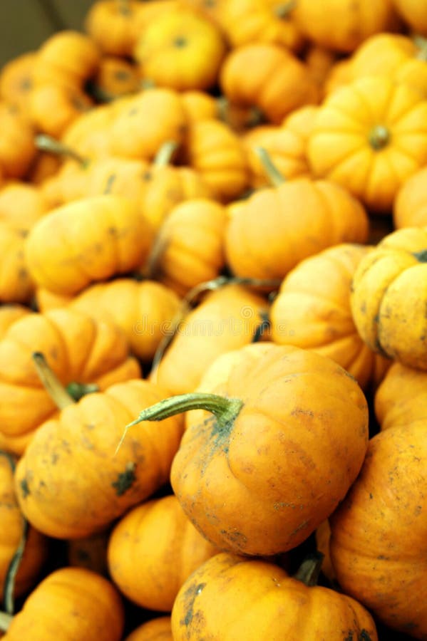 Mini Pumpkins stock image. Image of mini, fall, miniature - 6606585