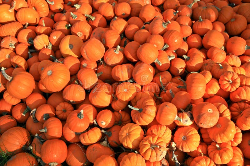 Mini Pumpkins stock photo. Image of ripe, autumn, fall - 7425282