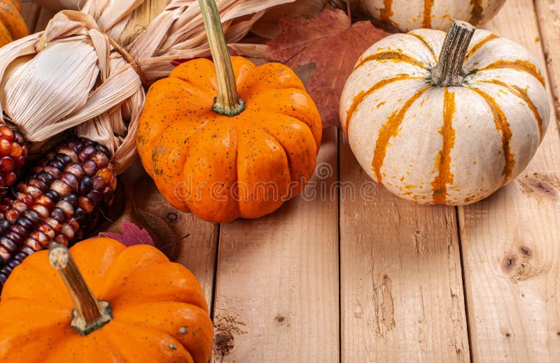 Pumpkins and Indian corn stock photo. Image of pumpkin - 11575336