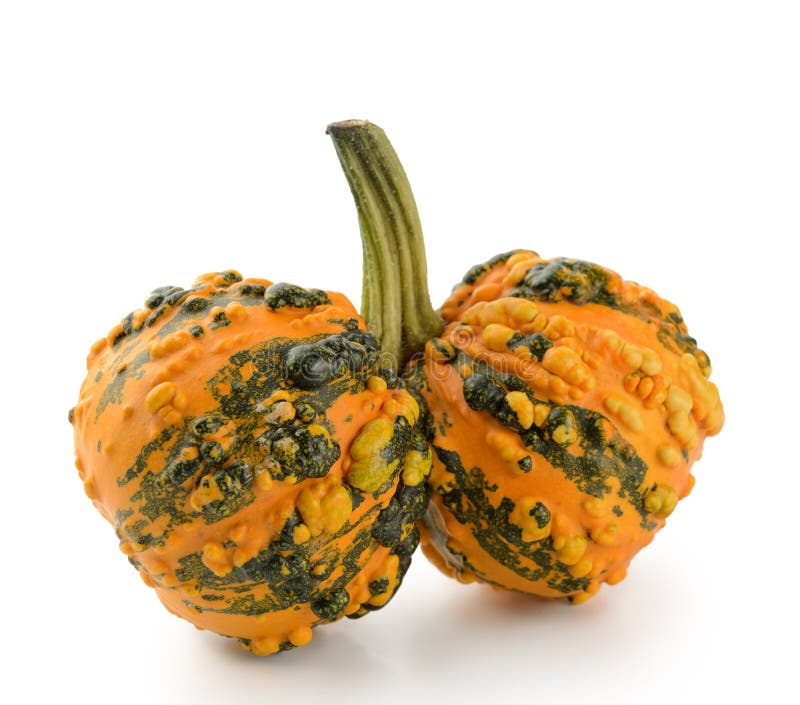 Mini Pumpkins Isolated stock image. Image of gourd, autumn - 44882357