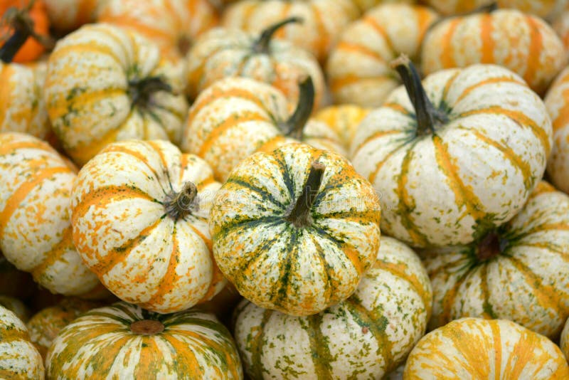 Mini pumpkins stock image. Image of thanksgiving, heap - 244825921
