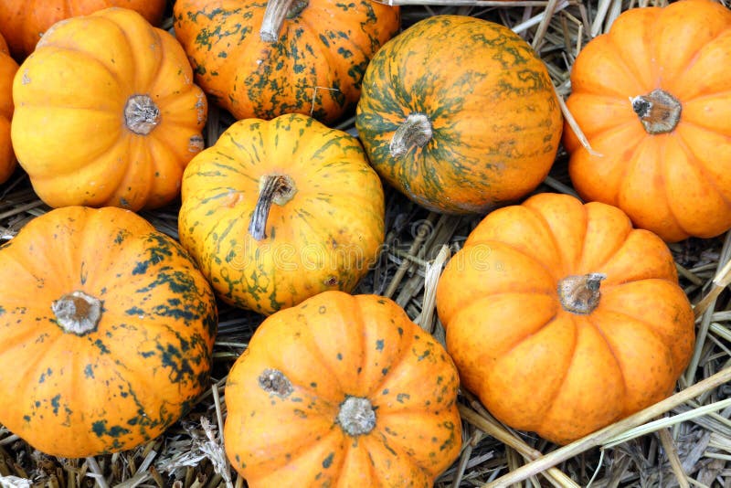 Mini pumpkins stock image. Image of food, nature, sunny - 44207471