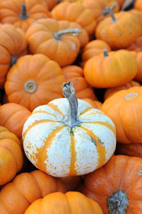Mini pumpkins stock image. Image of crop, halloween, pumpkin - 33423215