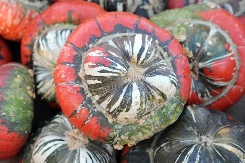 Mini pumpkins stock photo. Image of hard, squash, thanksgiving - 34309324