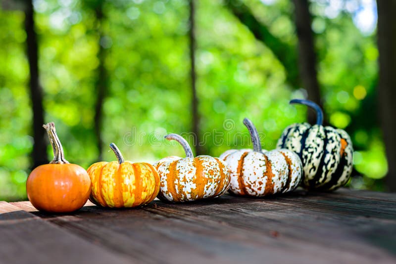 Mini Pumpkins on Picnic Table Stock Photo - Image of growing, crate ...