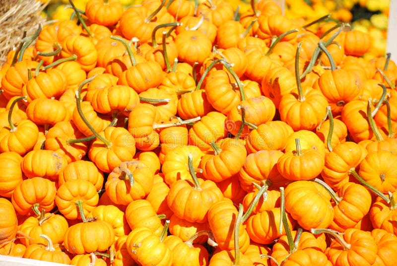 Mini Pumpkins stock photo. Image of patch, harvest, orange - 42866832