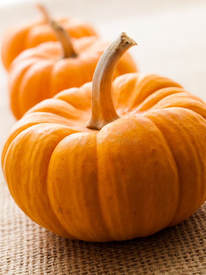 Mini Pumpkins stock photo. Image of white, cucurbita - 258291206