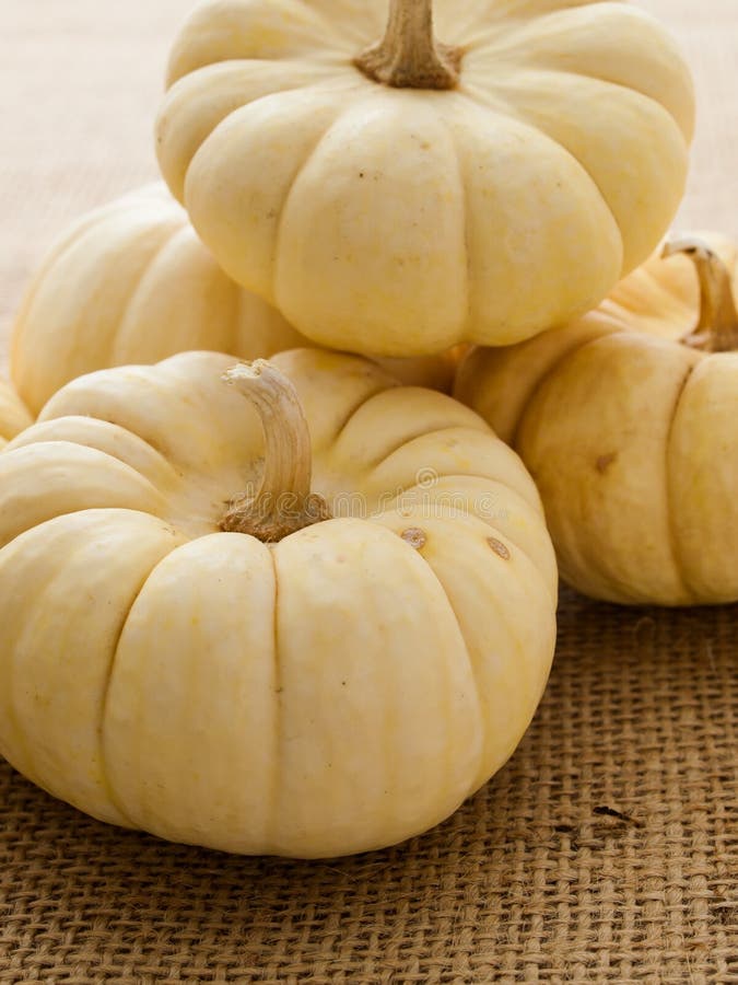 Mini Pumpkins stock image. Image of white, autumn, fall - 258291151