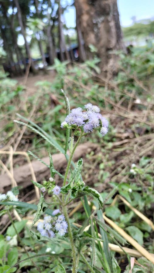 Mini purple flowers bloom stock image. Image of garden - 270457243