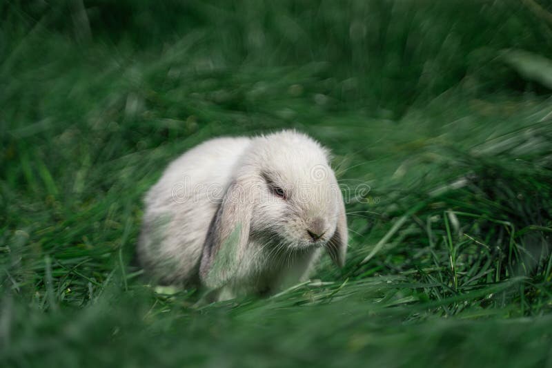 Mini Rabbit Dutch Ram Sitting on a Green Grass Stock Image - Image of ...