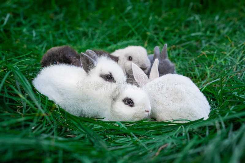 Mini Rabbits - Dutch Ram and Hotot Sit on a Green Grass Stock Photo ...