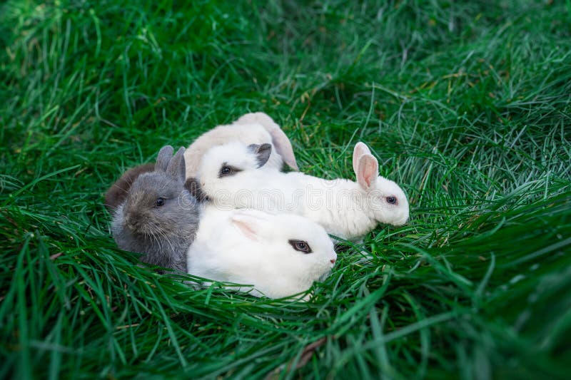 Mini Rabbits - Dutch Ram and Hotot Sit on a Green Grass Stock Image ...