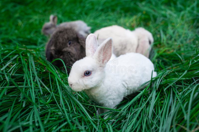 Mini Rabbits - Dutch Ram and Hotot Sit on a Green Grass Stock Photo ...