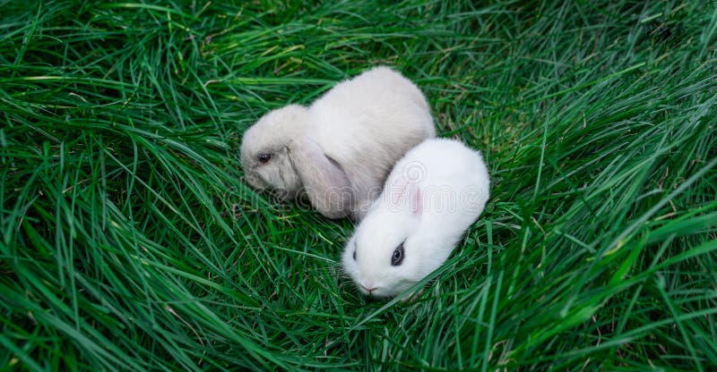 Mini Rabbits - Dutch Ram and Hotot Sit on a Green Grass Stock Image ...