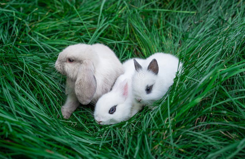Mini Rabbits - Dutch Ram and Hotot Sit on a Green Grass Stock Photo ...