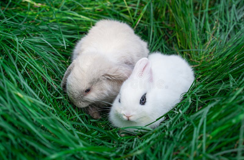 Mini Rabbits - Dutch Ram and Hotot Sit on a Green Grass Stock Image ...