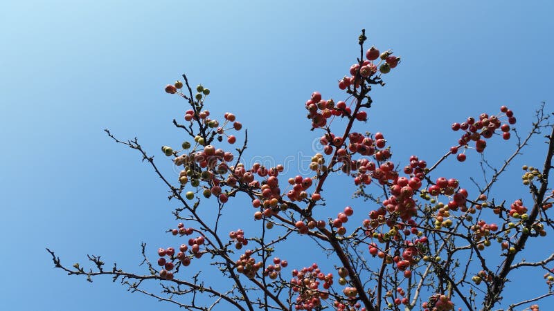 Mini Red Apples Tree without Leaves Stock Photo - Image of open, fall ...