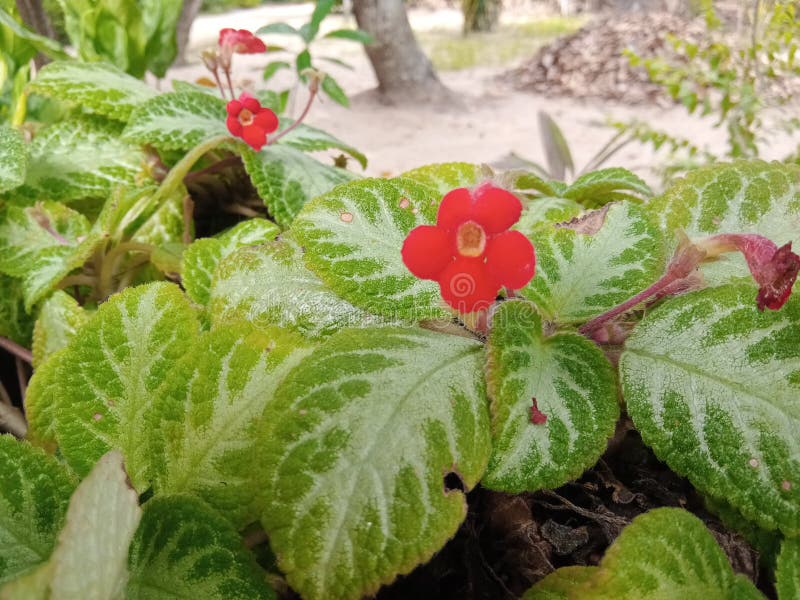 Mini red flower stock photo. Image of food, nature, fruit - 256431464