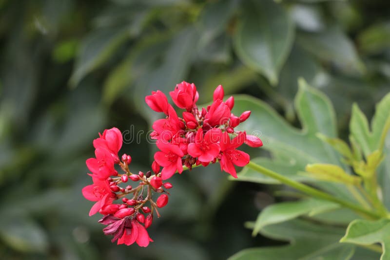 Mini Red Flower Blooming on the Branch of Tree Stock Image - Image of ...