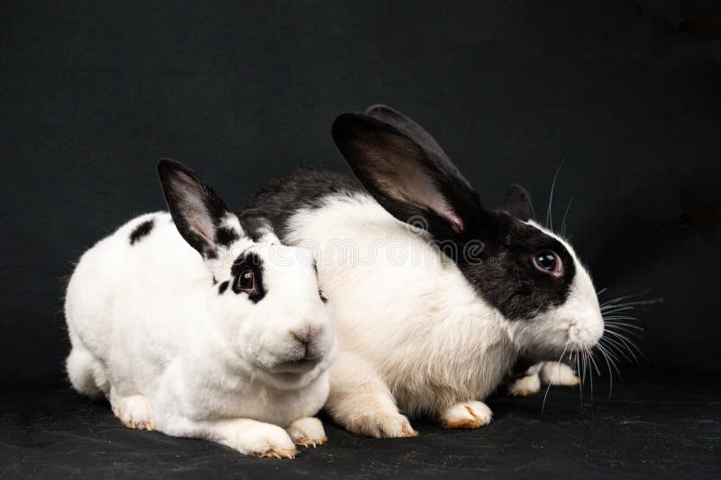 Mini Rex Rabbit and Domesticated Rabbit, Isolated on Black Background ...