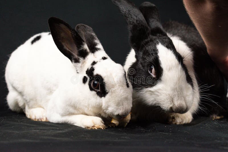 Mini Rex Rabbit and Domesticated Rabbit, Isolated on Black Background ...
