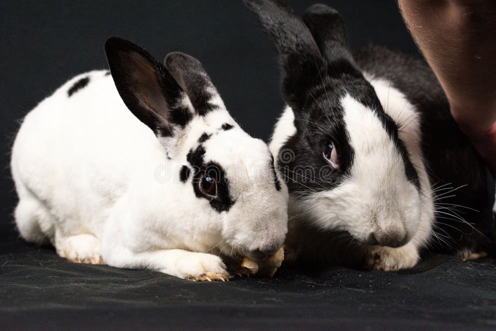 Mini Rex Rabbit and Domesticated Rabbit, Isolated on Black Background ...