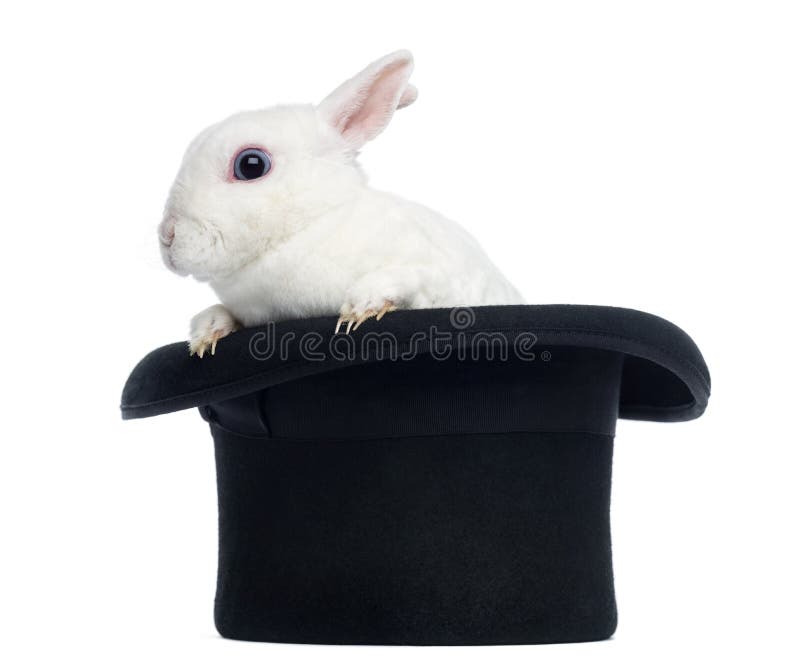 Spy rabbit stock photo. Image of looking, tame, watching - 2330788