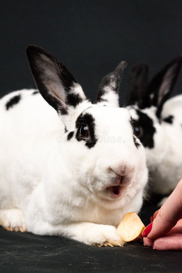 217 Mini Rex Rabbit Stock Photos - Free & Royalty-Free Stock Photos ...