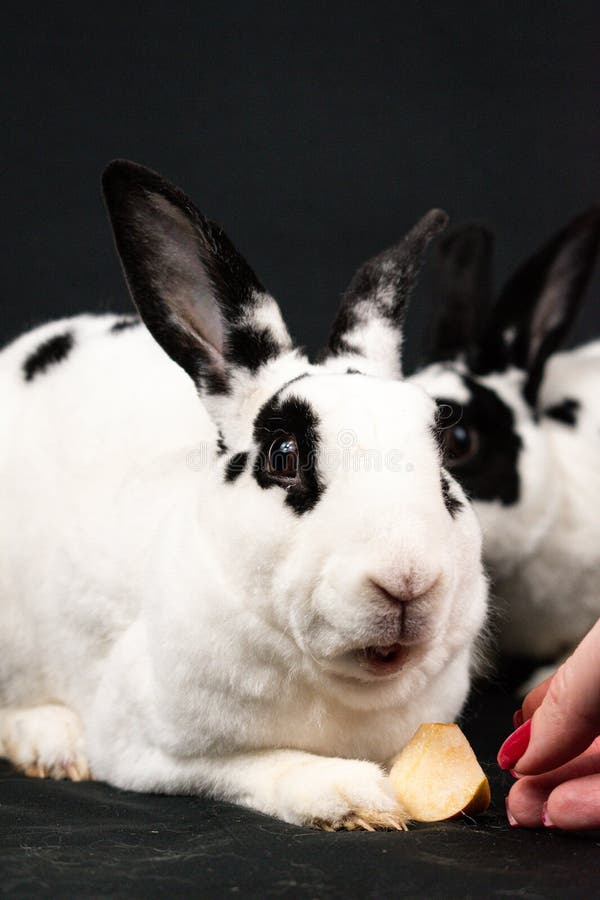 Mini Rex Rabbit, Isolated on Black Background Stock Photo - Image of ...