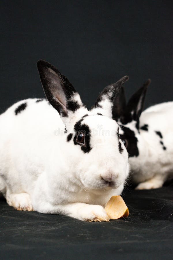 Mini Rex Rabbit, Isolated on Black Background Stock Photo - Image of ...