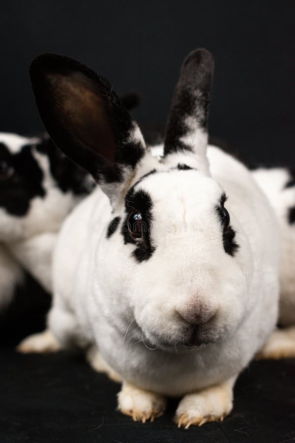 Mini Rex Rabbit, Isolated on Black Background Stock Photo - Image of ...