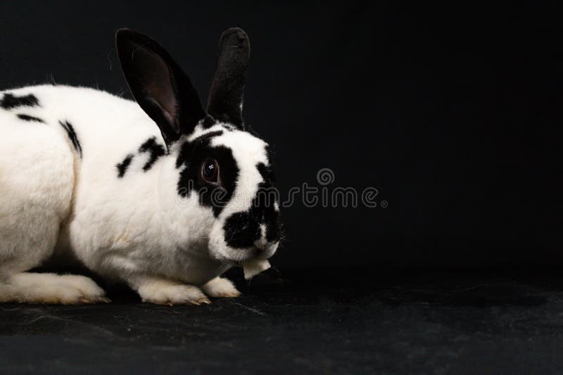 Mini Rex Rabbit, Isolated on Black Background Stock Image - Image of ...