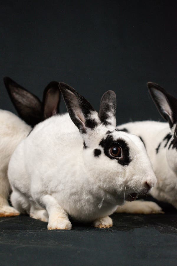 Mini Rex Rabbit, Isolated on Black Background Stock Photo - Image of ...