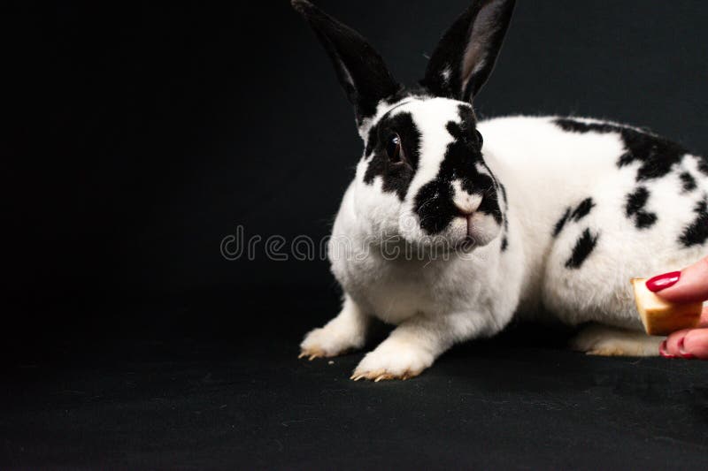 Mini Rex Rabbit, Isolated on Black Background Stock Image - Image of ...