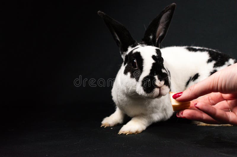 Mini Rex Rabbit, Isolated on Black Background Stock Image - Image of ...
