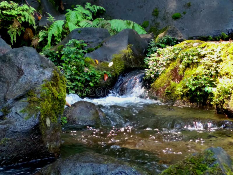 Mini River and Moss Go Green Stock Photo - Image of river, green: 203669496