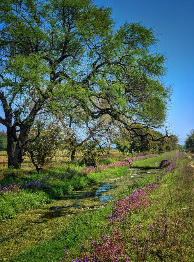 Mini River between Purple Flowers Stock Image - Image of flower, mini ...