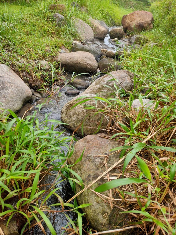 Mini river stone stock image. Image of green, jungle - 265316111