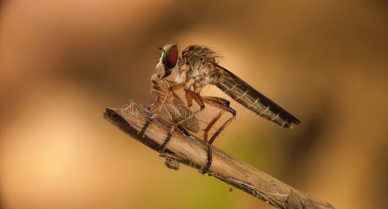 Mini Robberfly with Prey stock photo. Image of wing - 341833674