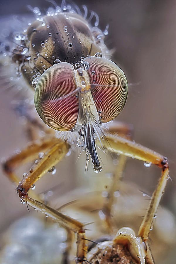 Mini Robberly on a Tree Trunk Stock Image - Image of macrophotography ...