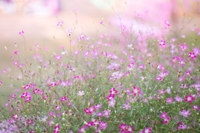 Mini Romantic Pink Spring Flowers Stock Image - Image of purple, plant ...
